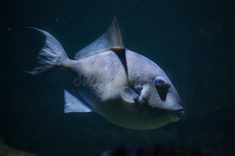 Grey Triggerfish Balistes Capriscus. Stock Image - Image of fish ...