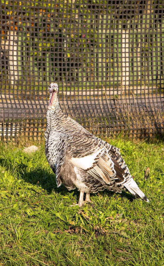 147 Grey Turkey Poultry Farm Stock Photos - Free & Royalty-Free Stock ...