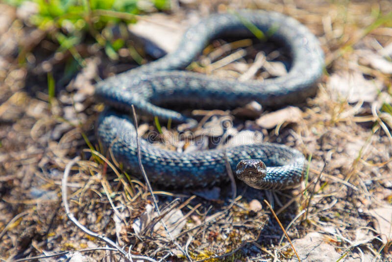 Grey Viper or Adder Venomous Snake in Attacking or Defencive Pose ...