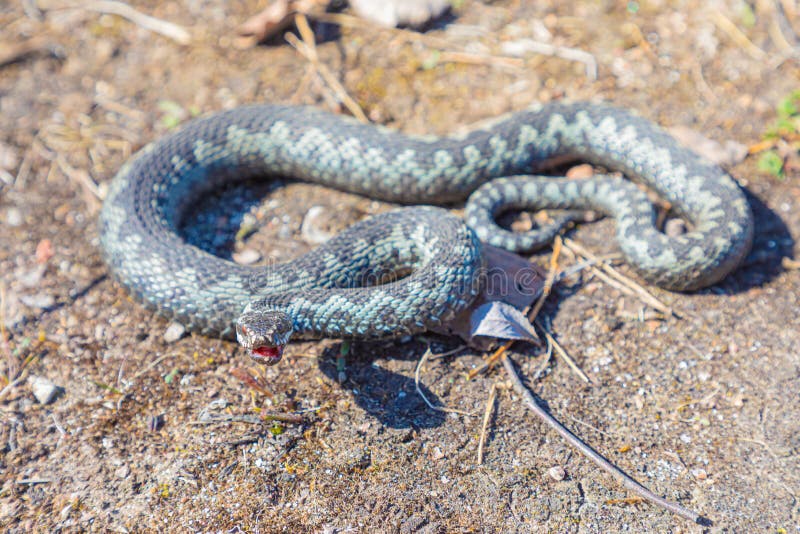 Grey Viper or Adder Venomous Snake in Attacking or Defencive Pose ...
