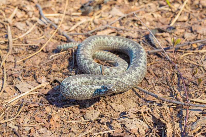 Grey Viper or Adder Venomous Snake in Attacking or Defencive Pose ...