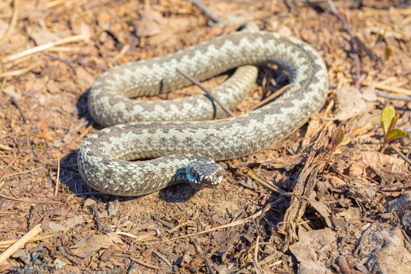Grey Viper or Adder Venomous Snake in Attacking or Defencive Pose ...