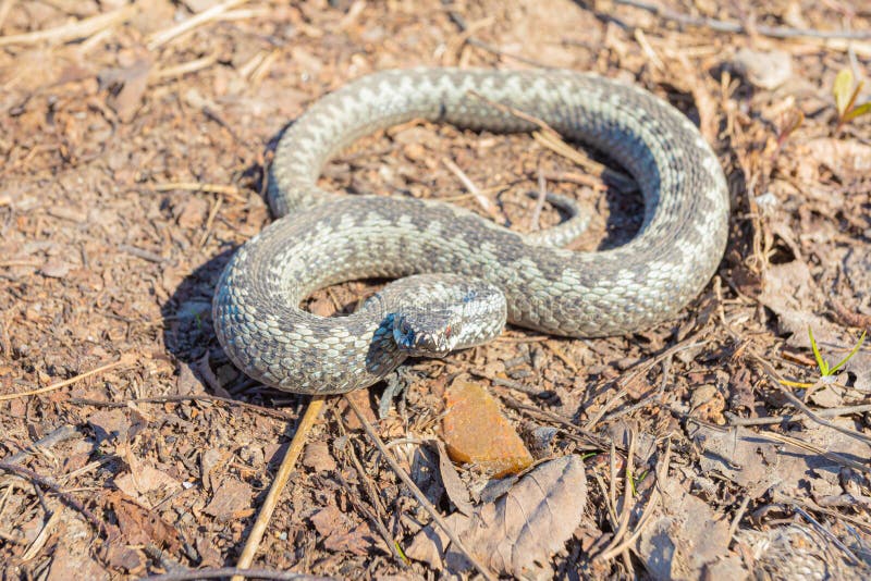 Grey Viper Or Adder Venomous Snake In Attacking Or Defencive Pose ...
