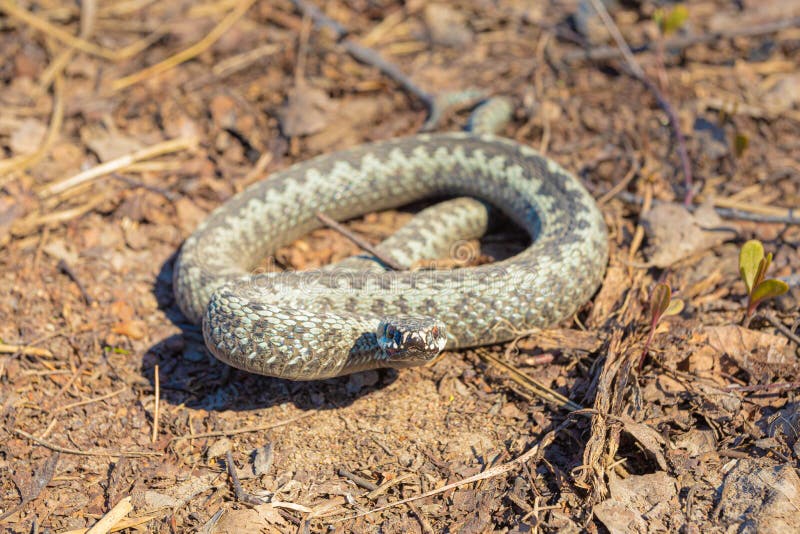 Grey Viper or Adder Venomous Snake in Attacking or Defencive Pose ...