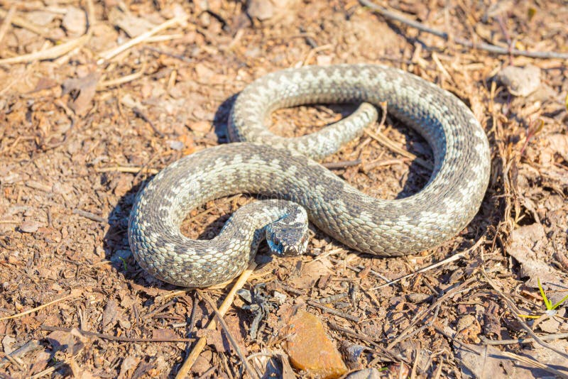 Grey Viper or Adder Venomous Snake in Attacking or Defencive Pose ...