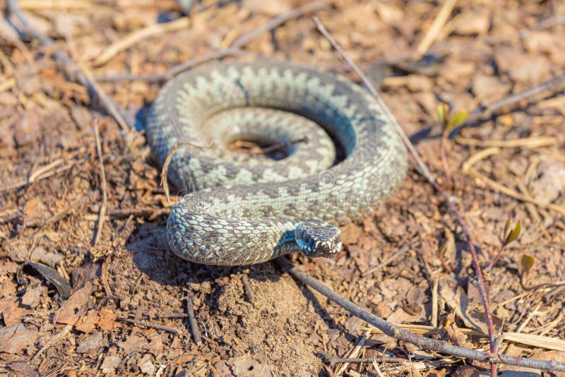 Grey Viper or Adder Venomous Snake in Attacking or Defencive Pose ...