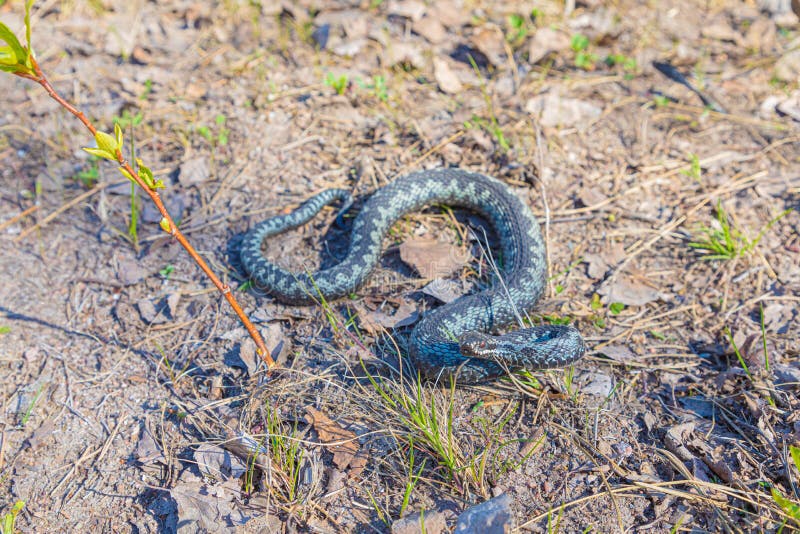 Grey Viper or Adder Venomous Snake in Attacking or Defencive Pose ...