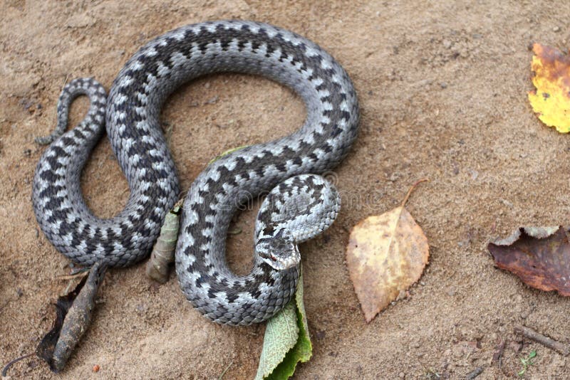 Grey Viper or Adder Venomous Snake in Attacking or Defencive Pose ...