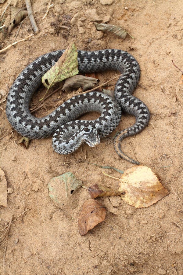 Grey Viper or Adder Venomous Snake in Attacking or Defencive Pose ...