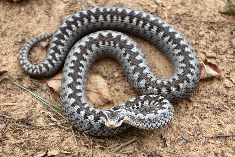 Grey Viper or Adder Venomous Snake in Attacking or Defencive Pose ...