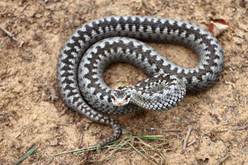 Grey Viper or Adder Venomous Snake in Attacking or Defencive Pose ...