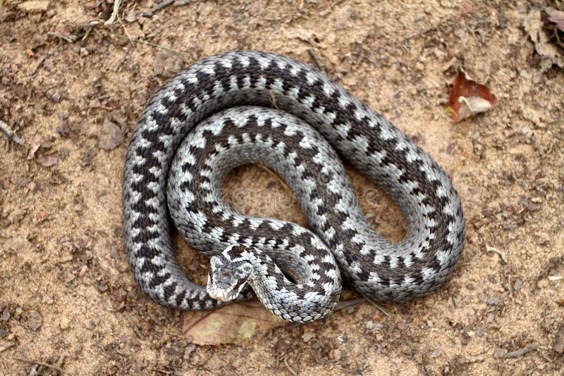 Grey Viper Or Adder Venomous Snake In Attacking Or Defencive Pose ...