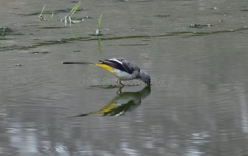 Grey Wagtail Bird Drinking Water from Pond Stock Image - Image of ...