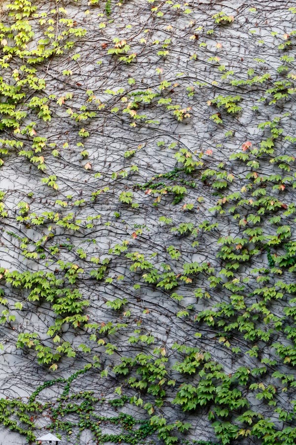 Grey Wall Fully Covered with Green Ivy Hanging, Background Texture ...