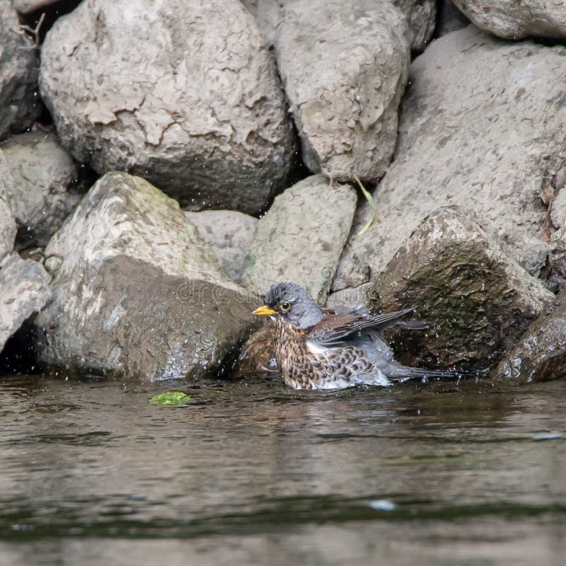 Grey Waterbird Near the Rocks on the Shore of the Lake Stock Photo ...