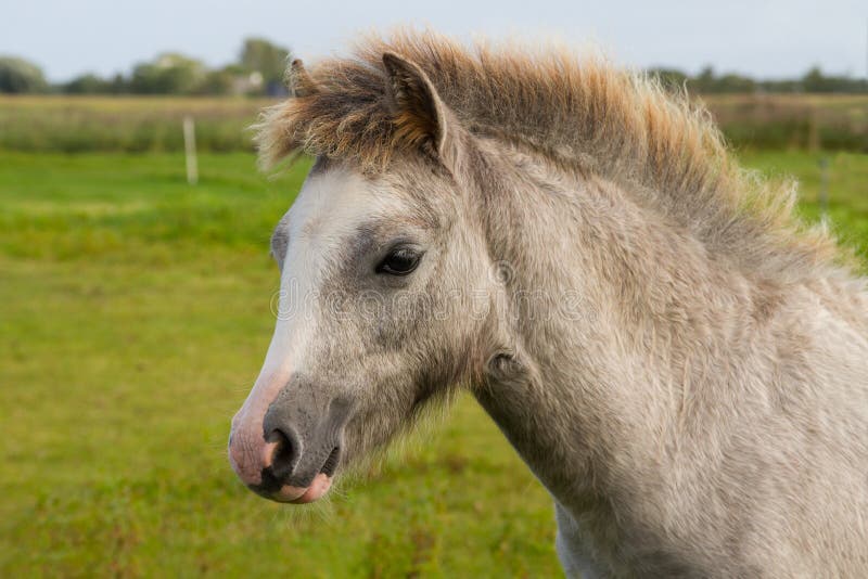 Grey Welsh pony foal stock image. Image of animal, grey - 26542937