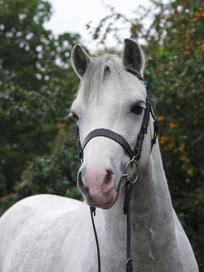 Grey Welsh Pony stock image. Image of animal, eyes, pony - 173228267