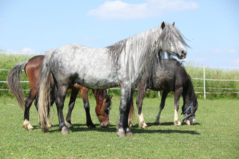 Grey Welsh Pony Standing on Pasturage Stock Photo - Image of colt ...