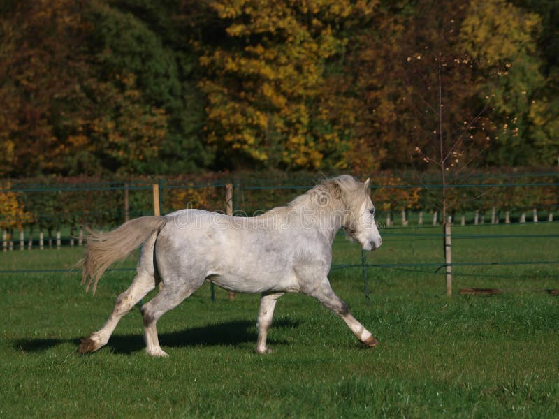 Grey Welsh Stallion stock photo. Image of behaviour - 172386138