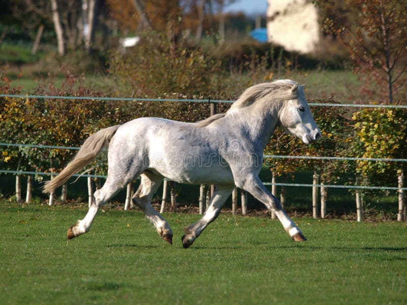 Grey Welsh Stallion stock image. Image of single, riding - 172386727