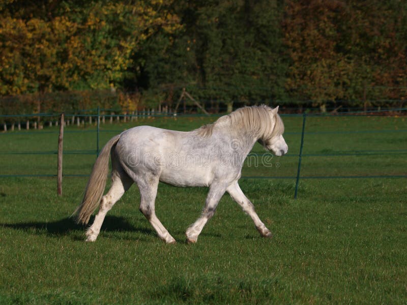 Grey Welsh Stallion stock photo. Image of paddock, freedom - 172386896
