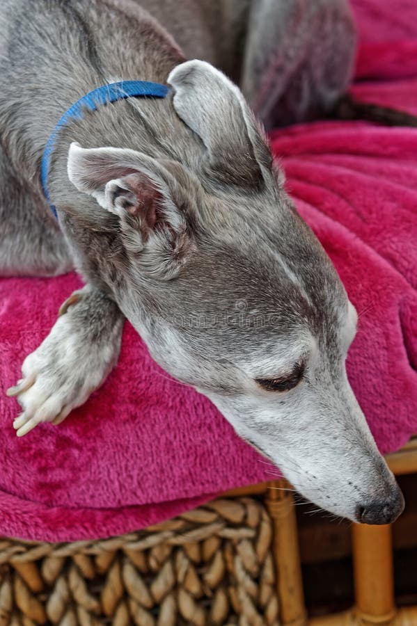 A Grey Whippet Resting on a Sofa Stock Photo - Image of animals, mutt ...