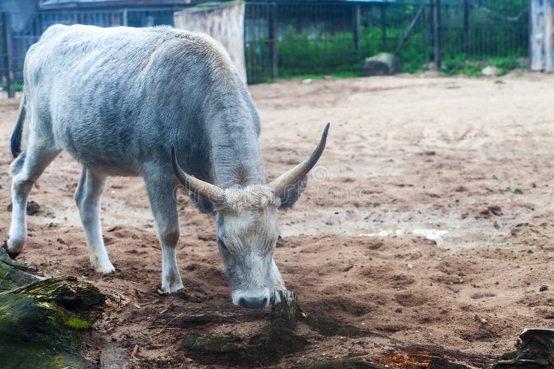Bull sniffing on a cow stock image. Image of horn, field - 196943089