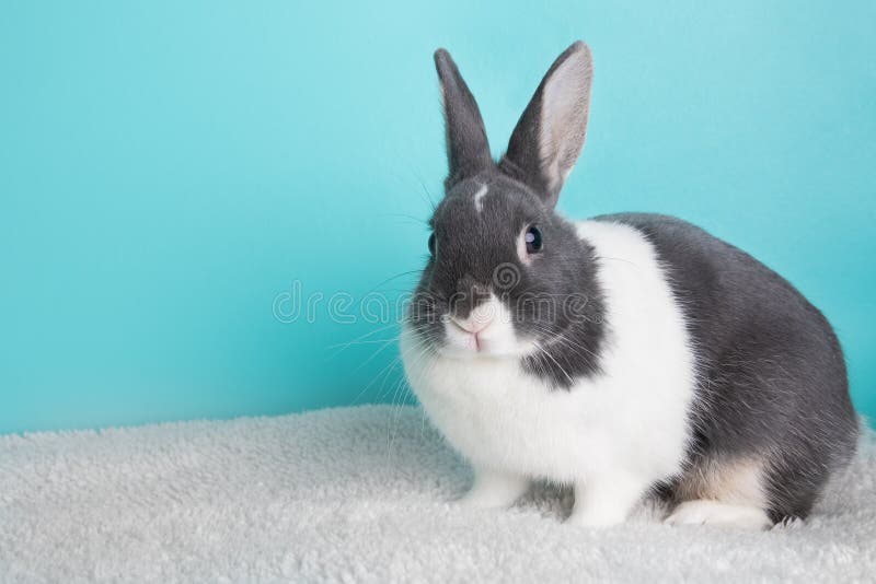 Grey and White Bunny Rabbit Lying Down Stock Image - Image of playful ...