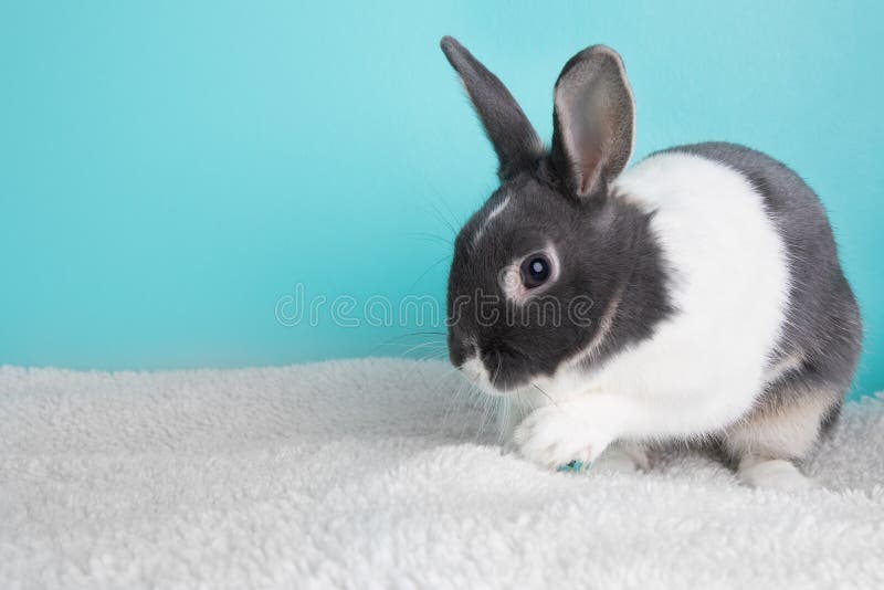 Grey and White Bunny Rabbit Grooming Itself Stock Image - Image of ...