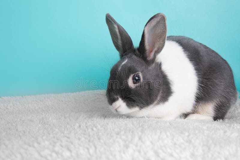 Grey and White Bunny Rabbit Lying Down Stock Image - Image of playful ...
