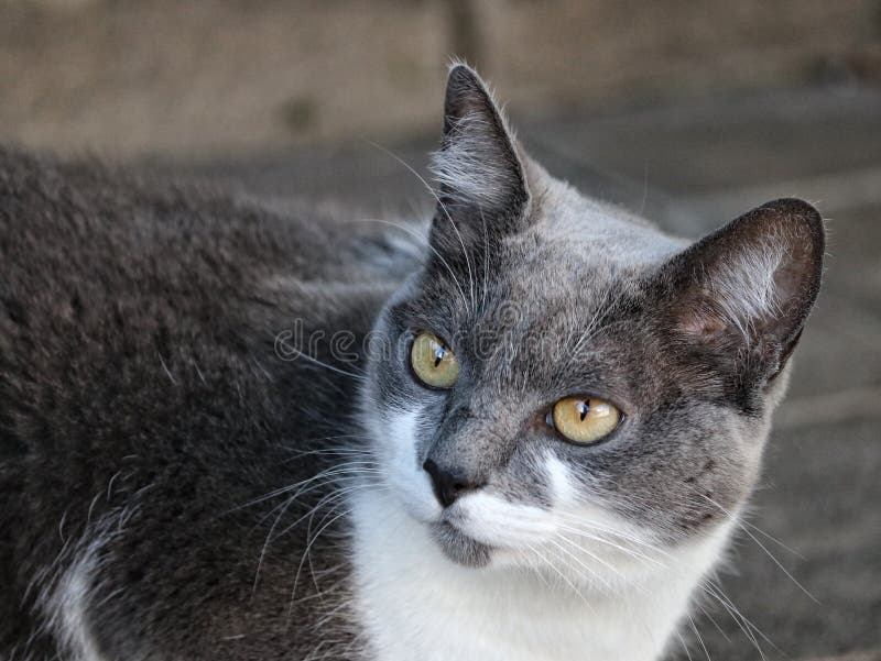 Grey and white cat stock image. Image of friendship - 151956335