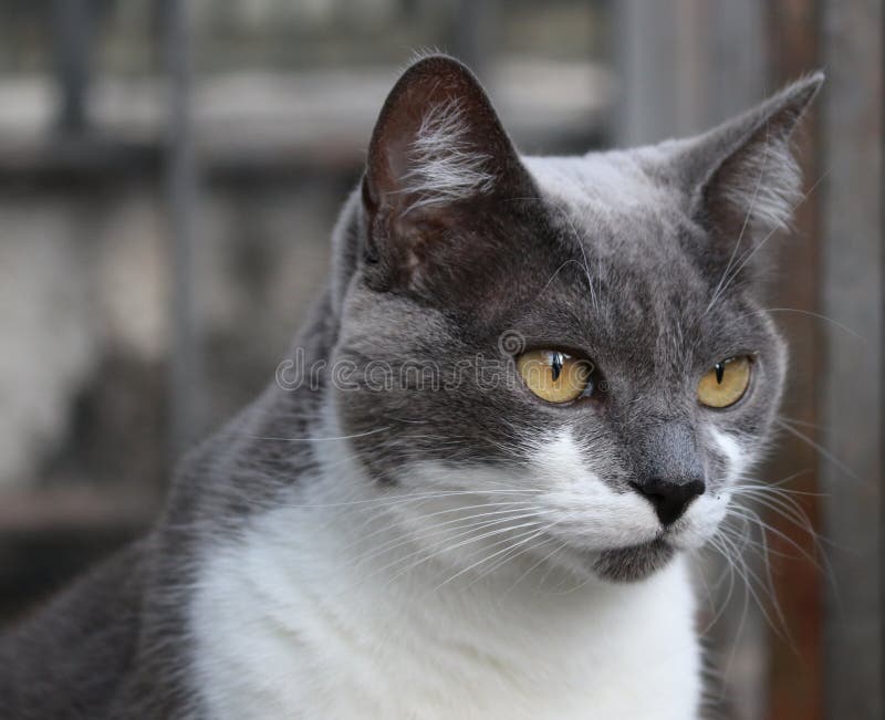 Grey and white cat stock image. Image of away, looking - 153830505