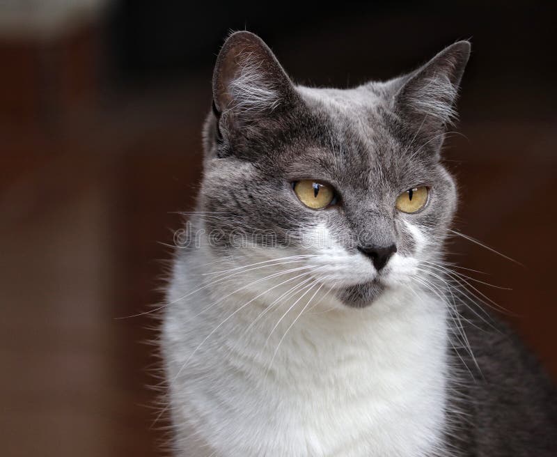 Grey and white cat stock image. Image of grey, attention - 161620043