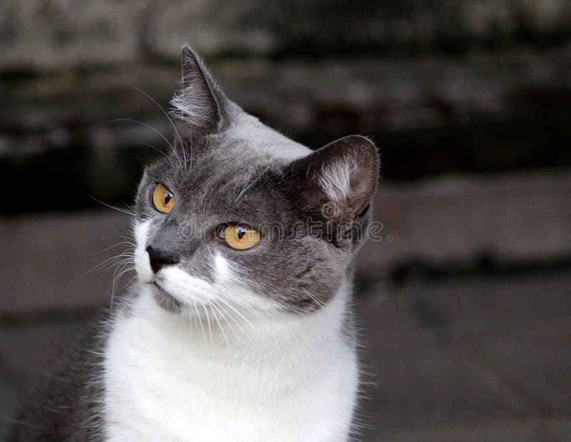 Grey and white cat stock image. Image of yellow, downy - 149334599