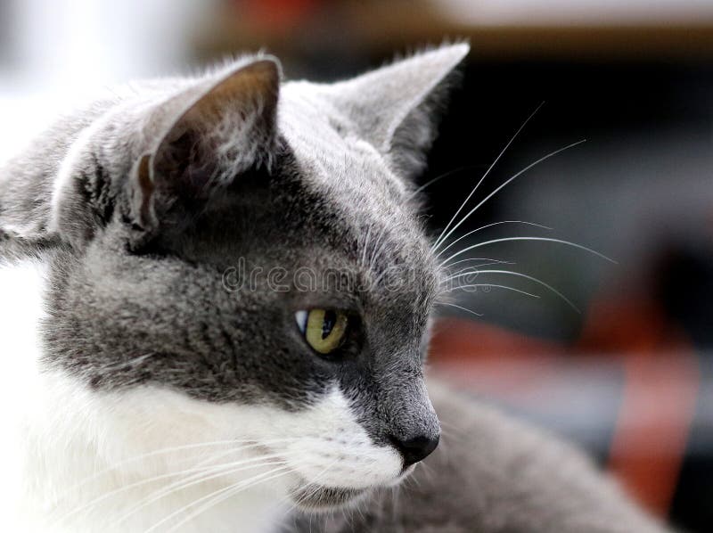 Grey and white cat stock photo. Image of yellow, serious - 149404166