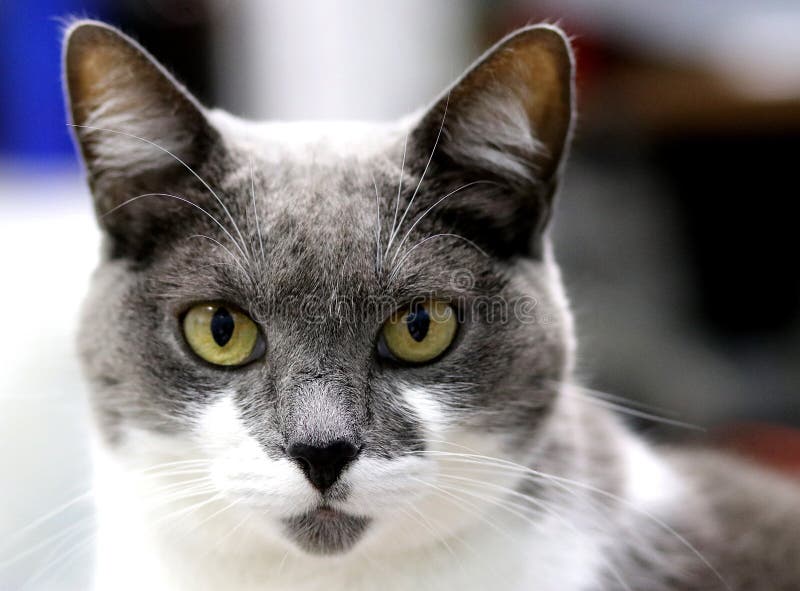 Grey and white cat stock image. Image of grey, serious - 149404171