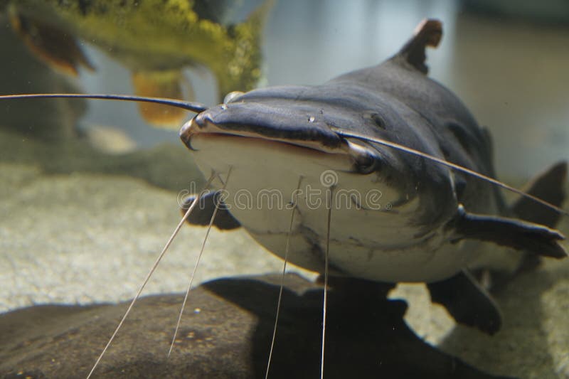 Grey and White Catfish Swimming in Aquarium Stock Photo - Image of view ...