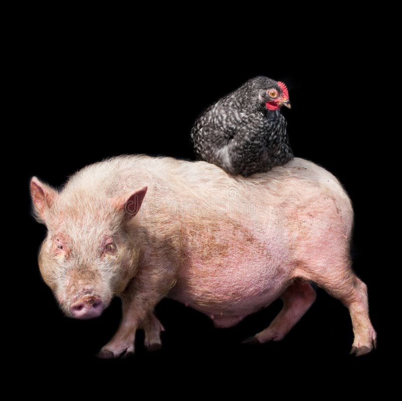 Grey and White Chicken Sitting on the Back of a Walking Pink Pig on a ...