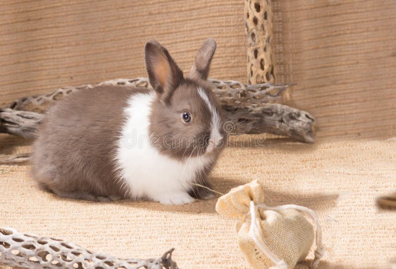 Grey and White Dutch Rabbit Dwarf on Sackcloth. One Month Stock Photo ...