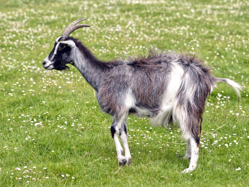 Grey and White Goat on Grass Stock Photo - Image of farm, grass: 273712630