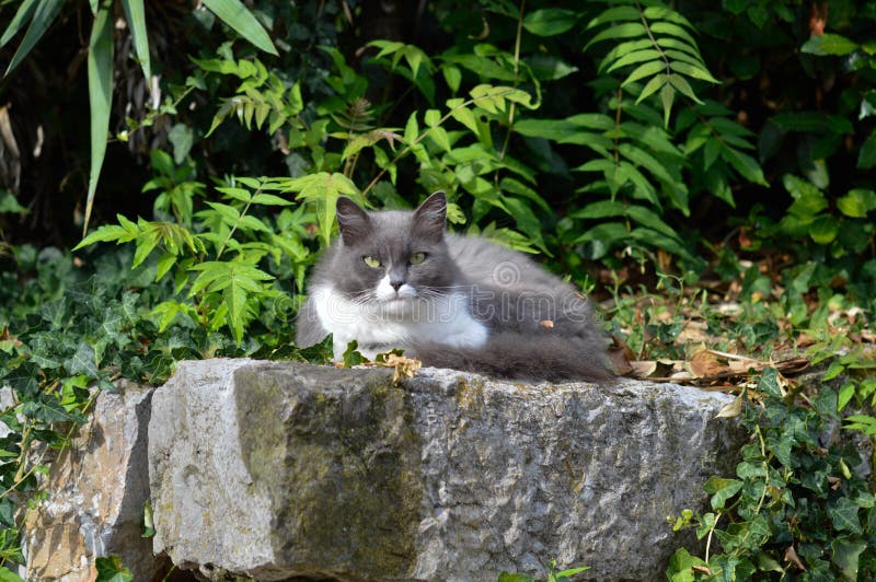 Grey and White Grumpy Cat Relaxing on a Rock Stock Image - Image of ...