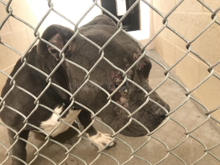 Pibble Pmg Stock Photos - Free & Royalty-Free Stock Photos from Dreamstime