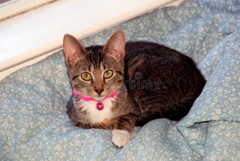 Grey and White Tabby Cat on a Bed with a Bell Around Its Neck Stock ...