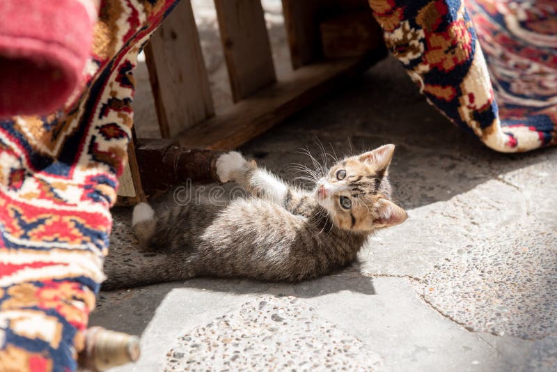 Grey and White Young Cat Sunbathing and Looking Stock Photo - Image of ...