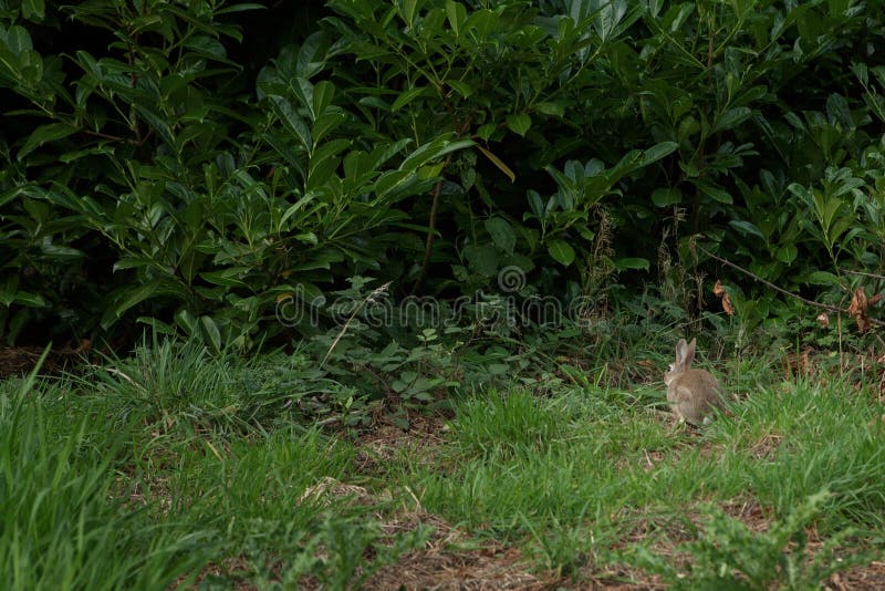 Grey wild rabbit in grass stock image. Image of rabbit - 36643541