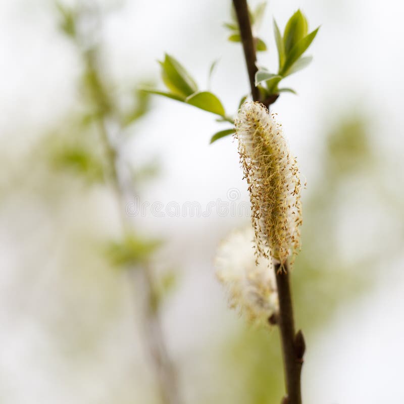 Grey Willow stock image. Image of willow, spring, outdoors - 25858249