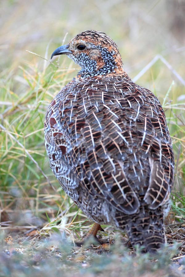 Grey Winged Francolin stock image. Image of bird, africa - 12416915