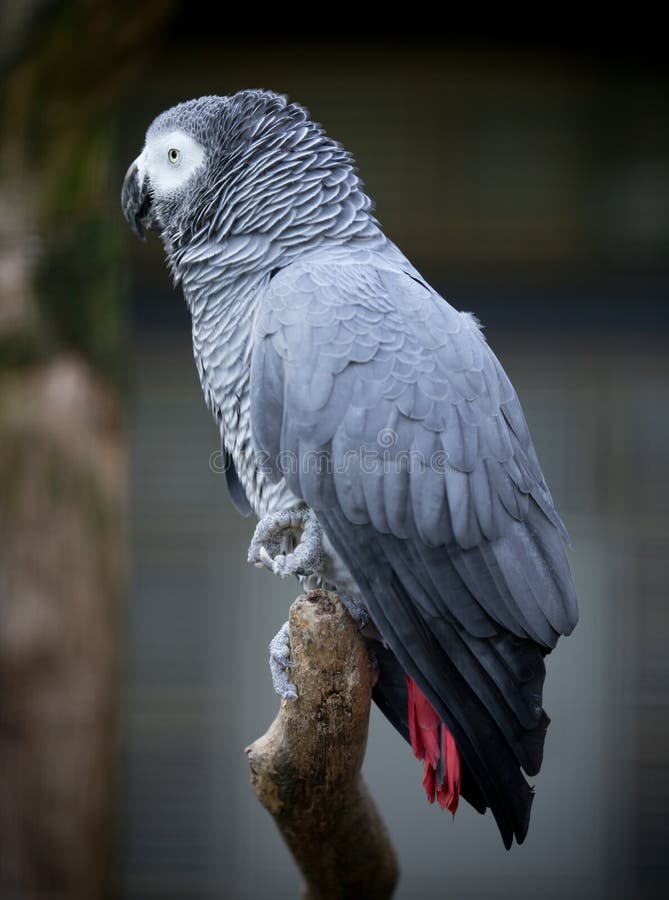 Grey-winged Macaw stock photo. Image of looking, alone - 34985288