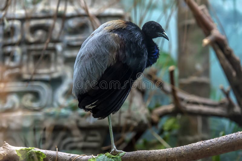 Grey-winged Trumpeter Close Up Stock Photo - Image of trumpeter, france ...