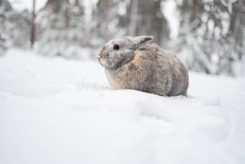 Grey Winter Bunny Rabbit on the Snow in Forest. Stock Image - Image of ...
